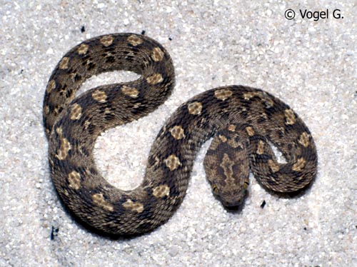 Big-headed carpet viper – Echis megalocephalus | EchiTab-Plus-ICP