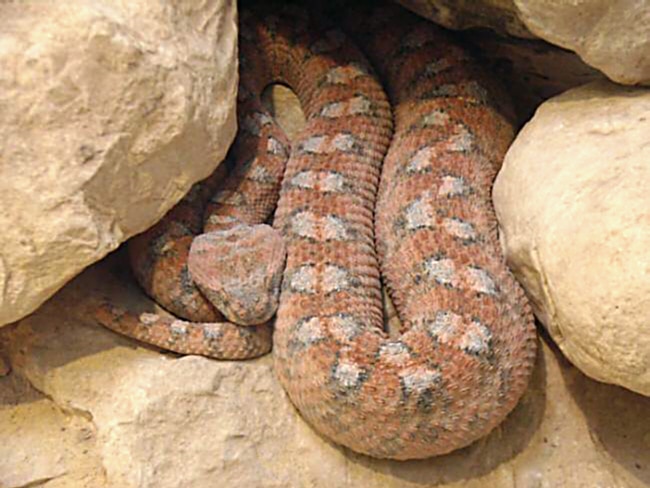 Burton’s Carpet Viper – Echis Coloratus | EchiTab-Plus-ICP