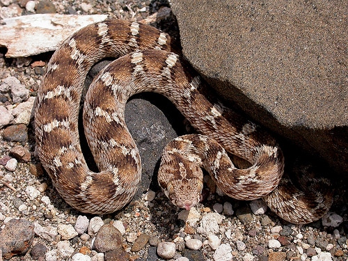 East African Carpet Viper – Echis Pyramidum | EchiTab-Plus-ICP